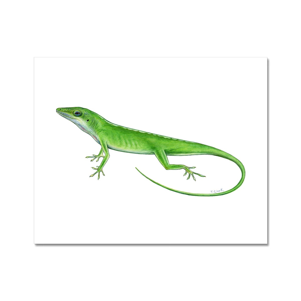 Green Anole Lizard Fine Art Print – Tamara L Clark
