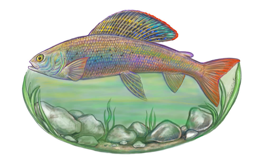 Arctic Grayling illustration by Tamara Clark, Eden Art – Tamara L Clark