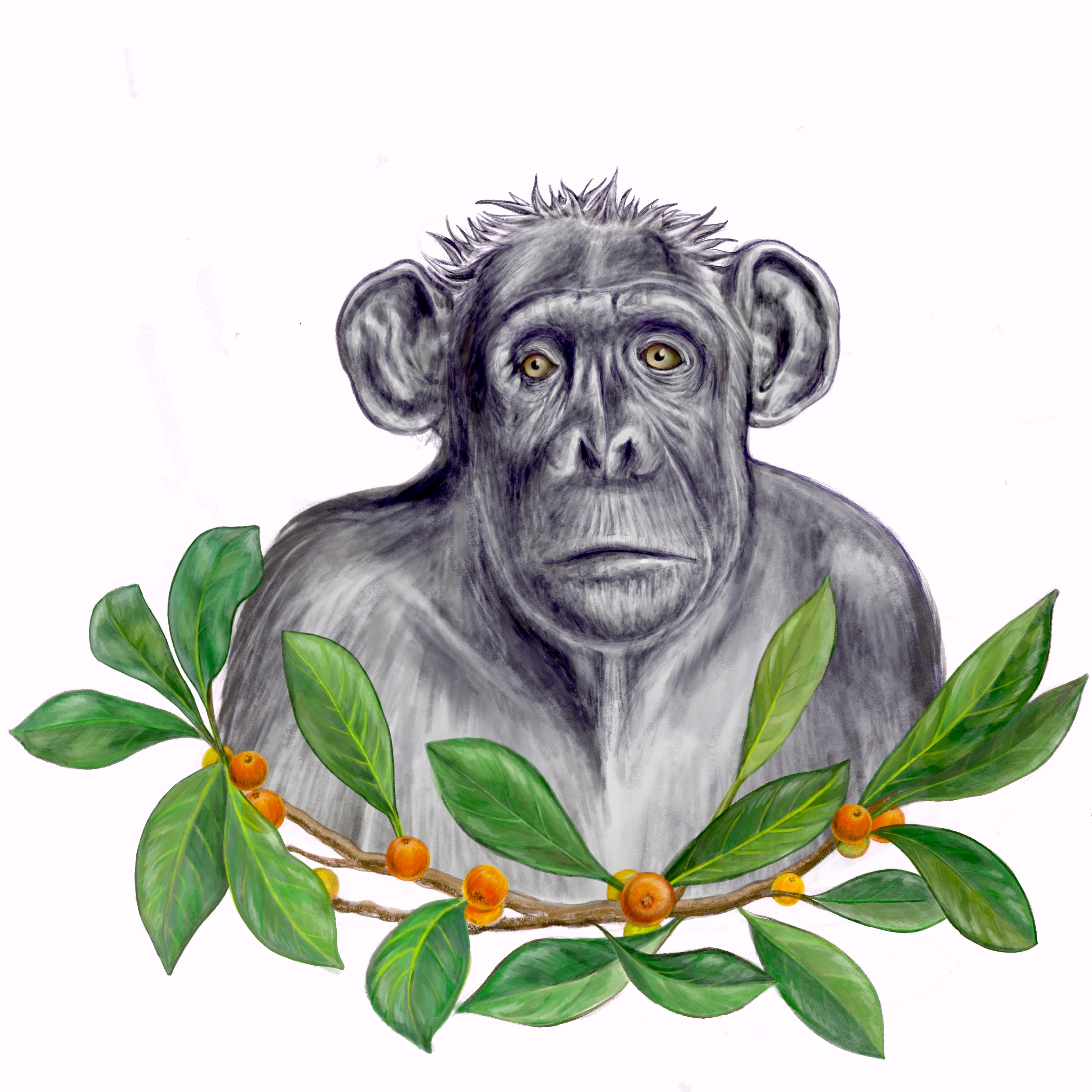 Chimpanzee Blog – Tamara L Clark