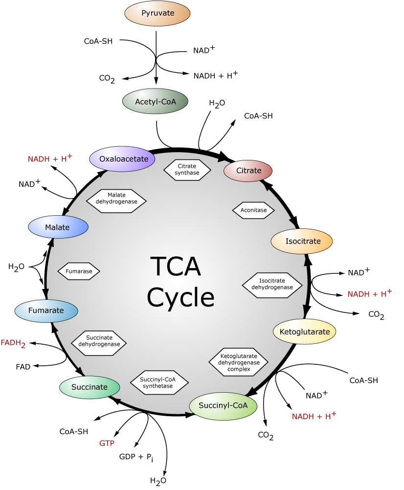TCA cycle – Tamara L Clark