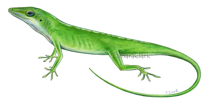 Green Anole Lizard (Anolis carolinensis) – Tamara L Clark
