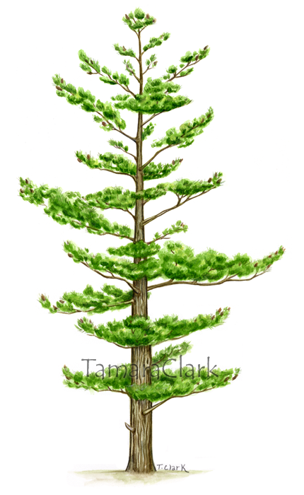 White Pine (Pinus strobus) – Tamara L Clark