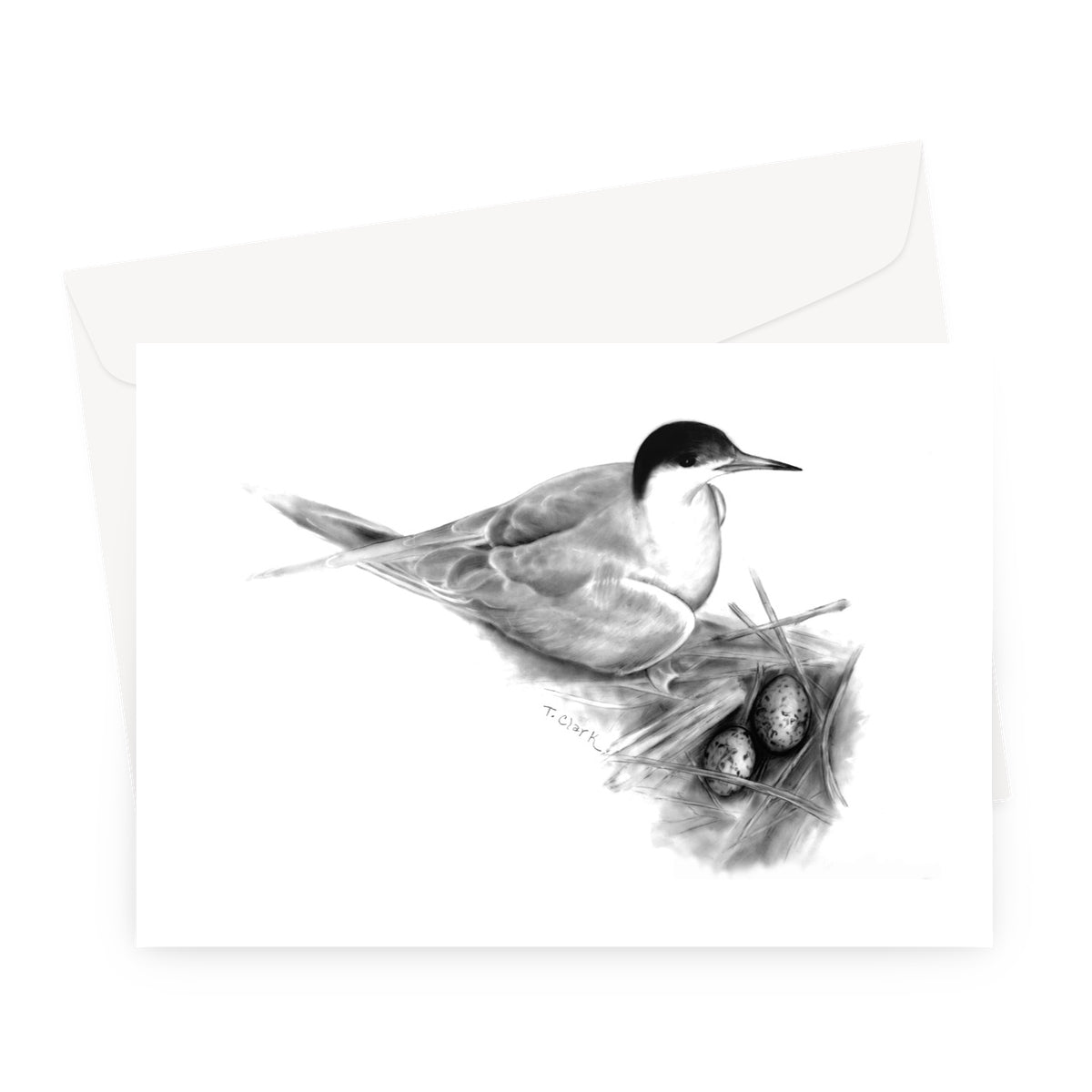 Common Tern Greeting Card – Tamara L Clark
