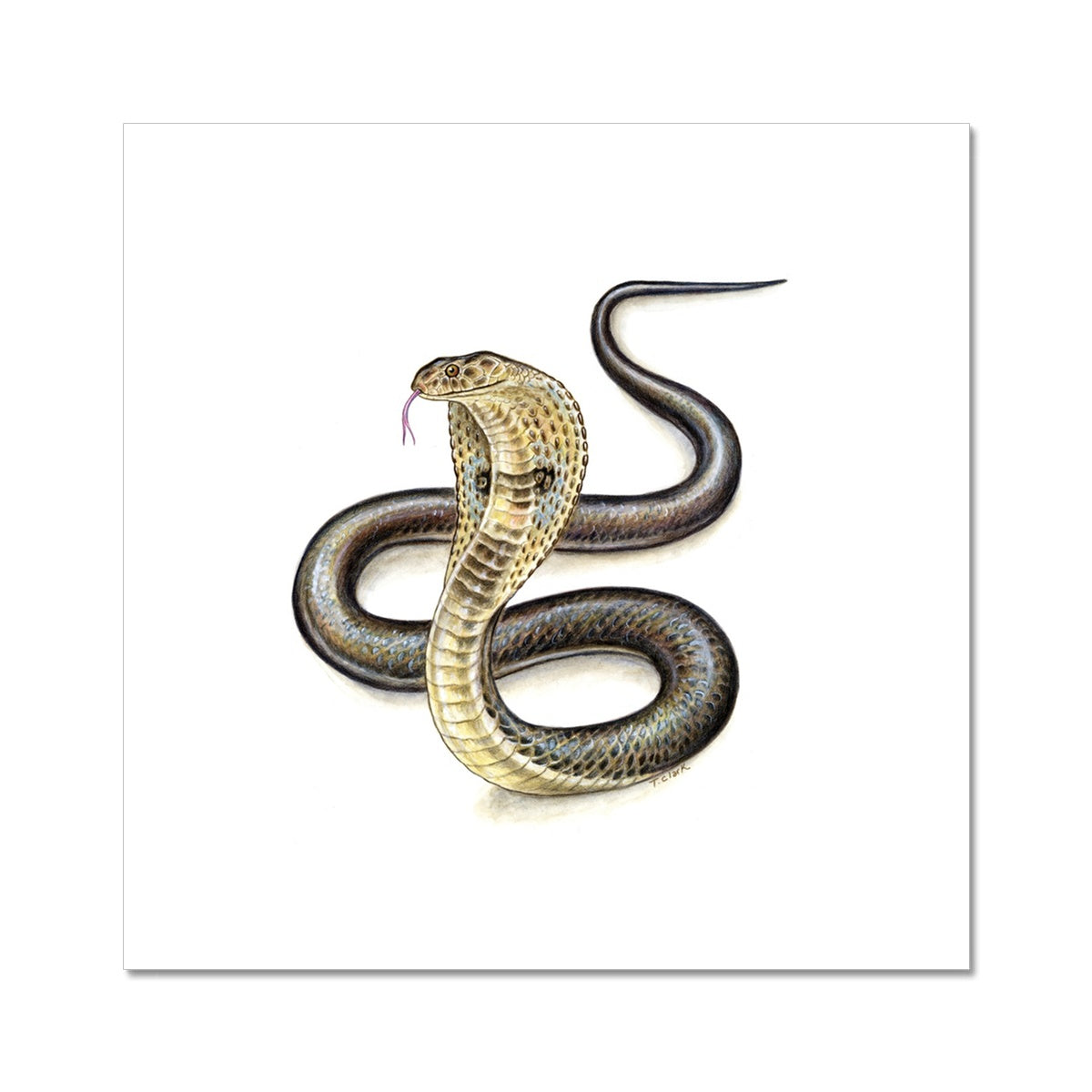 Indian Cobra Fine Art Print – Tamara L Clark