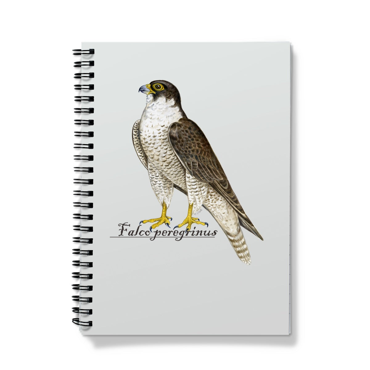 Peregrine Falcon Notebook – Tamara L Clark